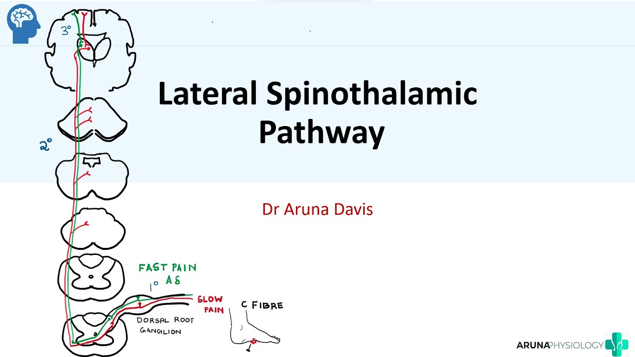 Pain Pathway | Lateral Spinothalamic Pathway | NeuroPhysiology | First ...