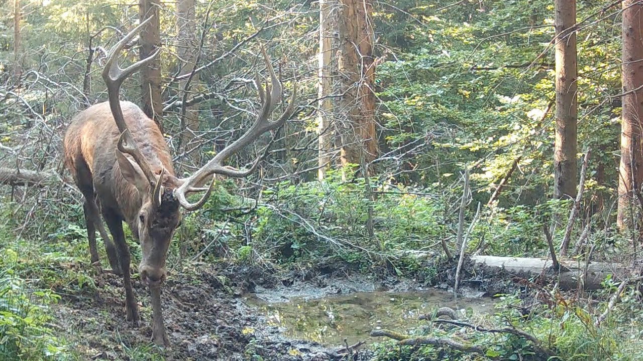 Jelenia ruja 2024 | Deer rut 2024 - YouTube
