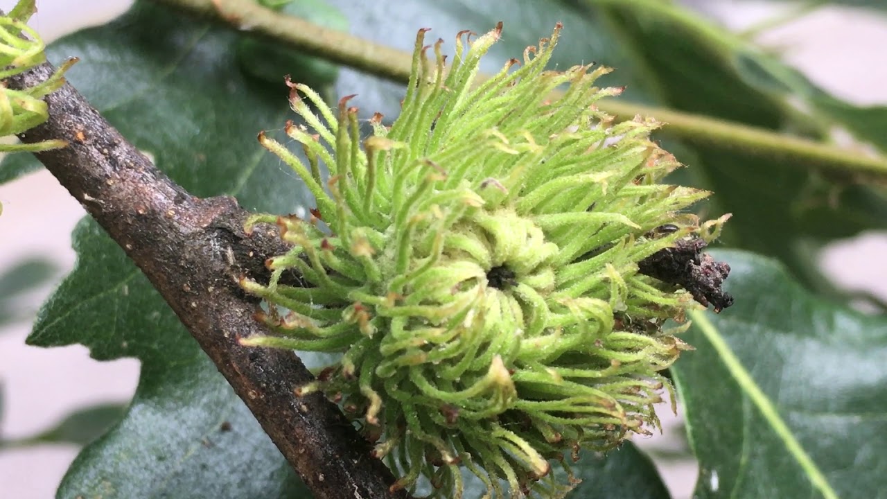 Turkey Oak (Quercus cerris) - young acorn close up - June 2018 - YouTube