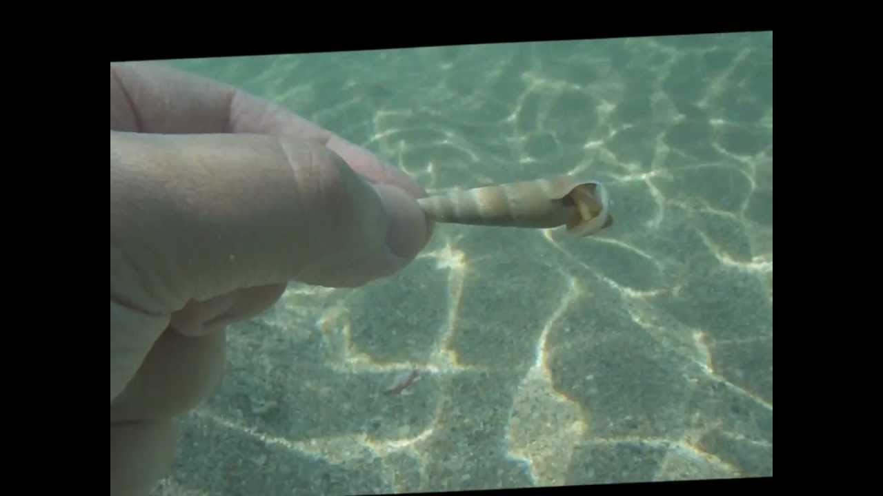 Live Auger Seashell - YouTube