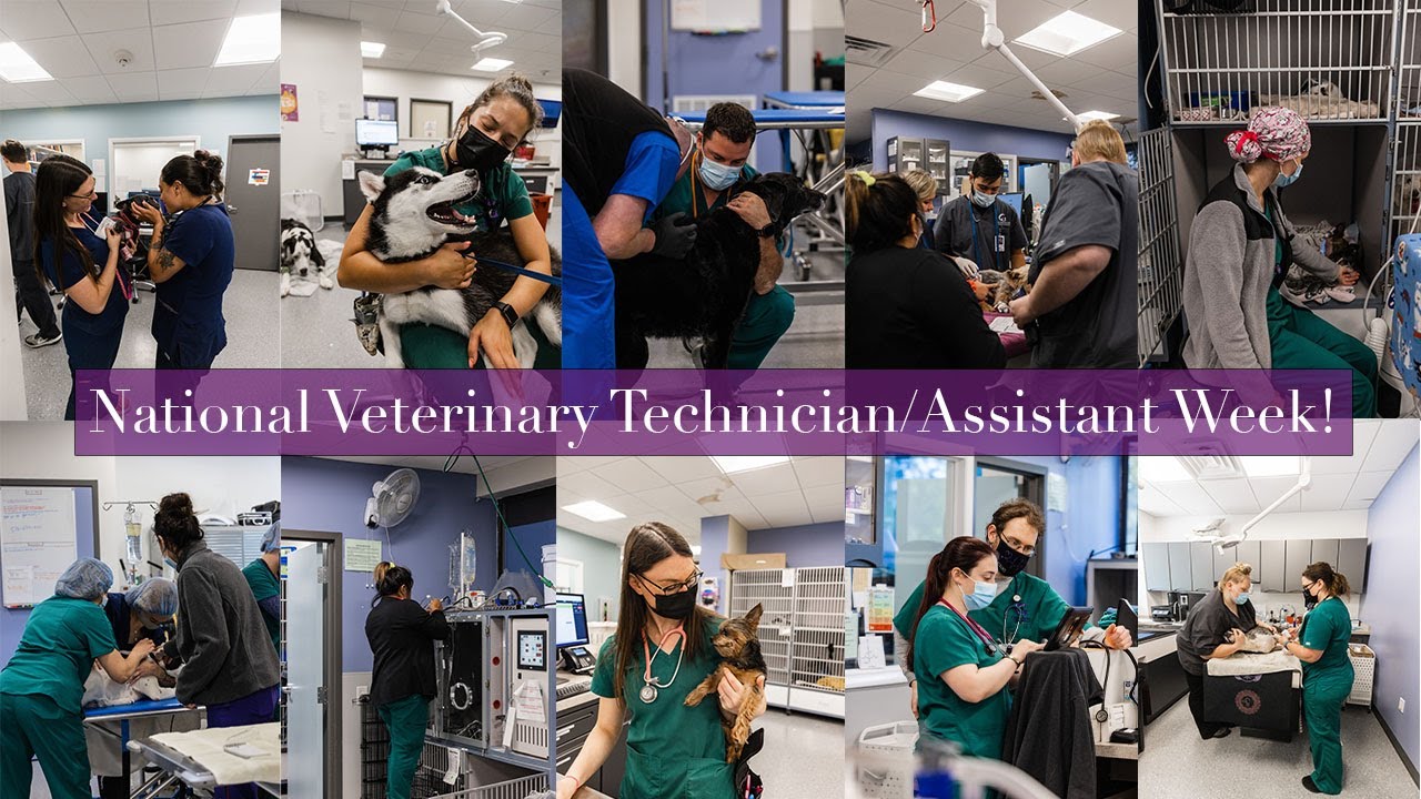 HAPPY VETERINARY TECHNICIAN/ASSISTANT WEEK! - YouTube