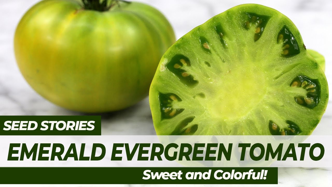 SEED STORIES | Emerald Evergreen Tomato: Sweet and Colorful! - YouTube