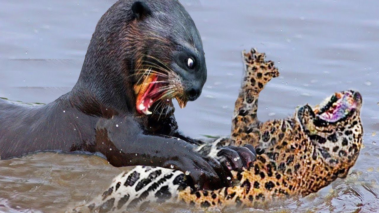 Foolish Jaguar Pay The Price When It Thinks Otter Is A Weak Prey | Wild ...