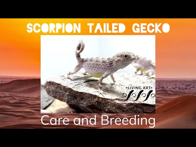 Scorpion Tailed Gecko