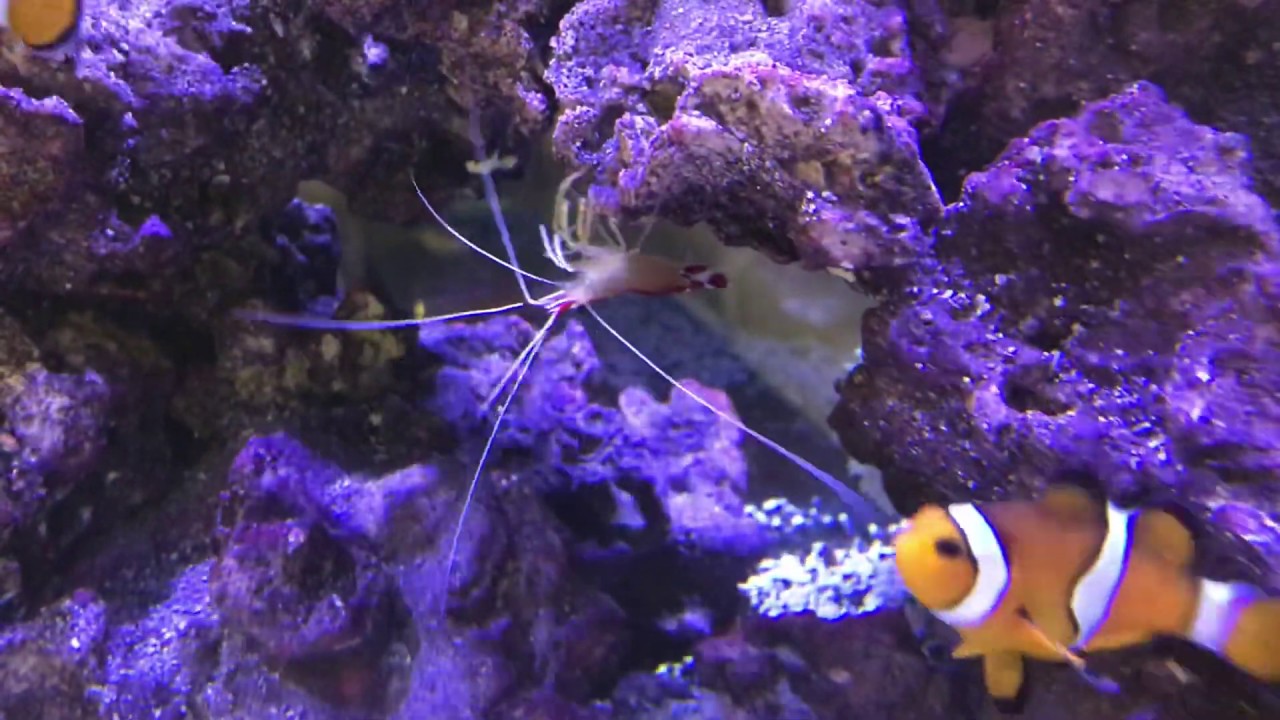Cleaner Shrimp in our Red Sea Reefer 650 Aquarium - YouTube