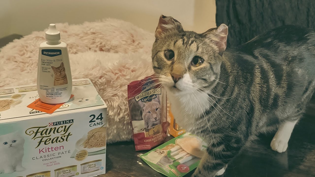 Shelter Cat Wishlist Haul Hosted By Doofy! - YouTube
