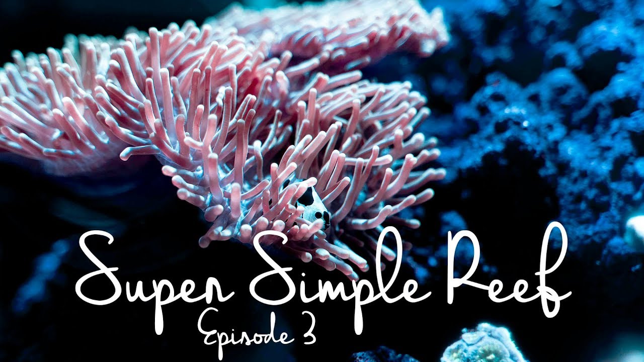 Time To add Fish To The Super Simple Reef - YouTube