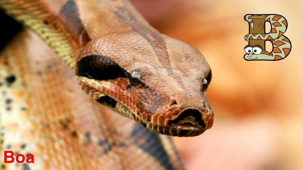 Animals start with B / Animal Alphabet / b for bear / abecedario en ...