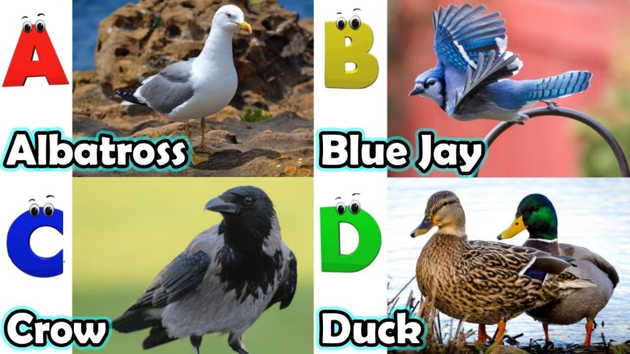 Birds Alphabet Song for Kids | Birds ABC Song | Phonics for Kids | Baby ...