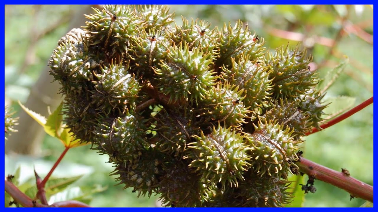 Planta La Higuerilla y sus Múltiples Propiedades - YouTube