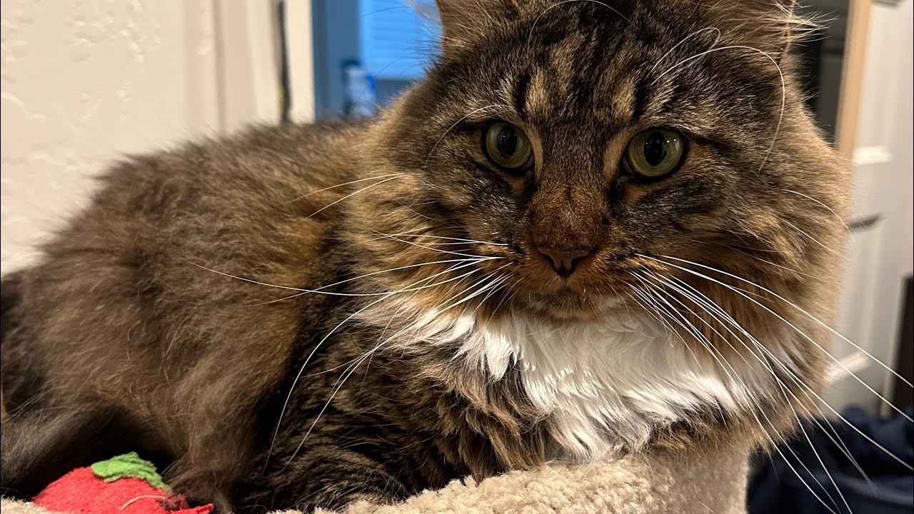 Cute cat Theo enjoys his cat tree while sleeping next to his strawberry ...