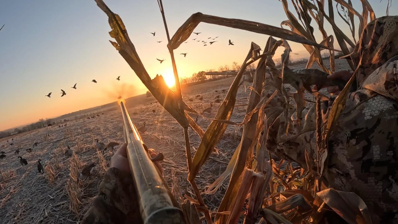 Traffic hunt with panel blinds in the middle of the field. (band ...
