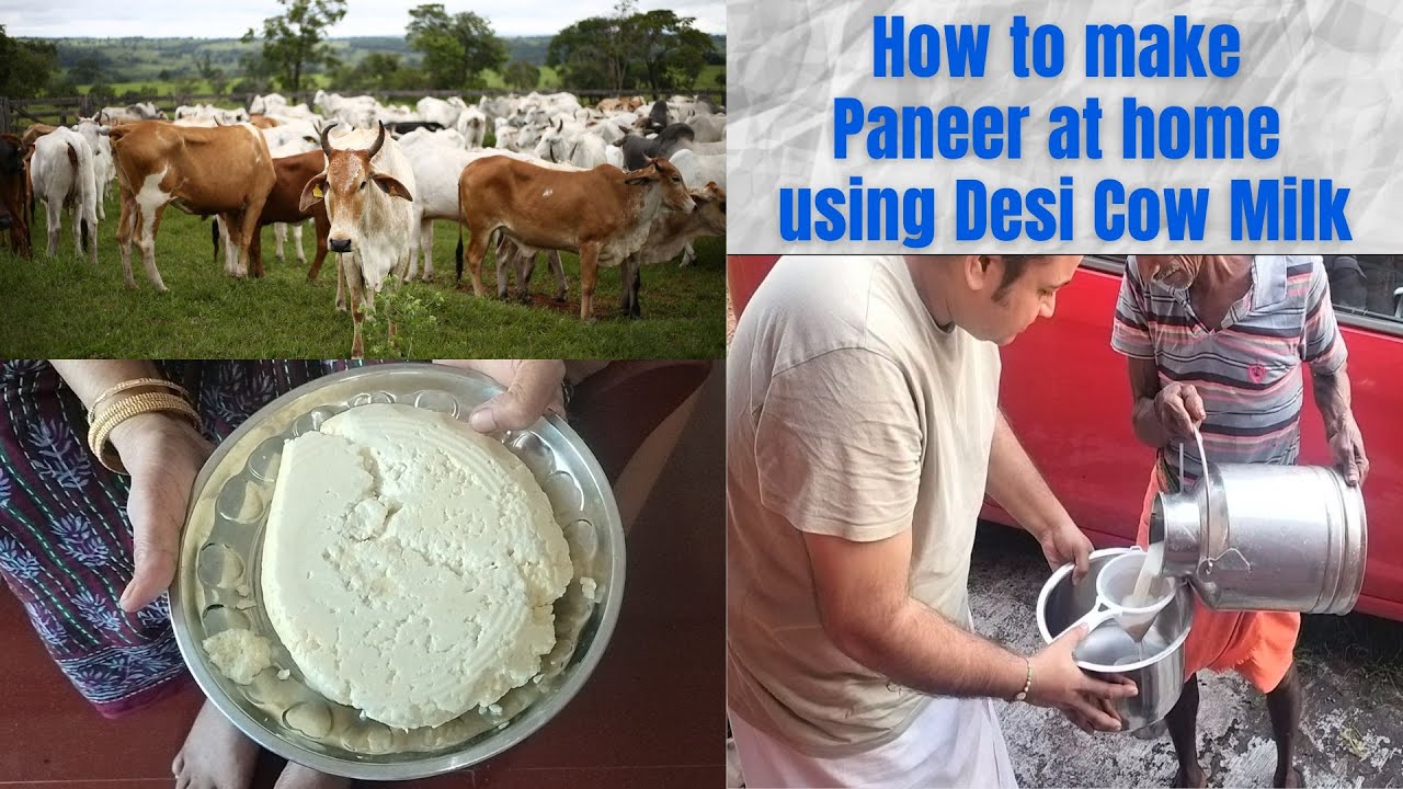 How to make PANEER AT HOME using Desi Cow Milk I #desicowmilk # ...