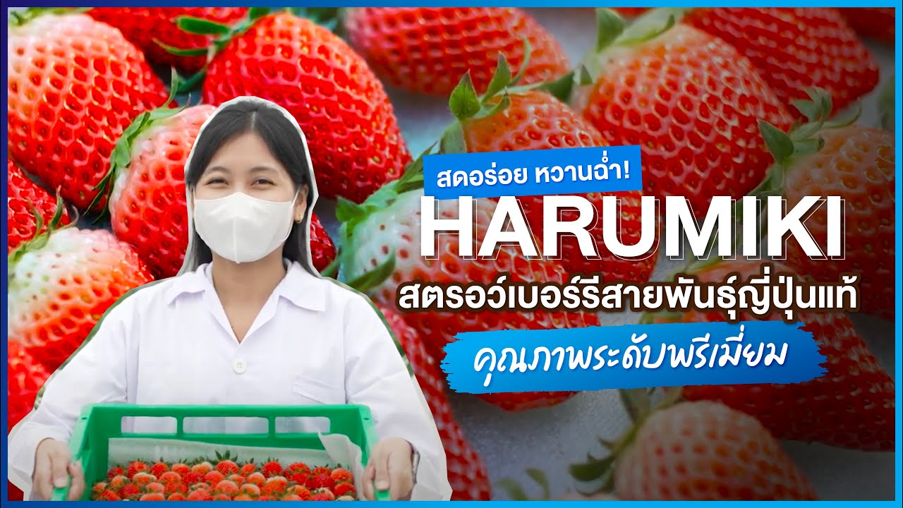 PTT Marketing EP.1 | สดอร่อย หวานฉ่ำ Harumiki สตรอว์เบอร์รีสายพันธุ์ ...