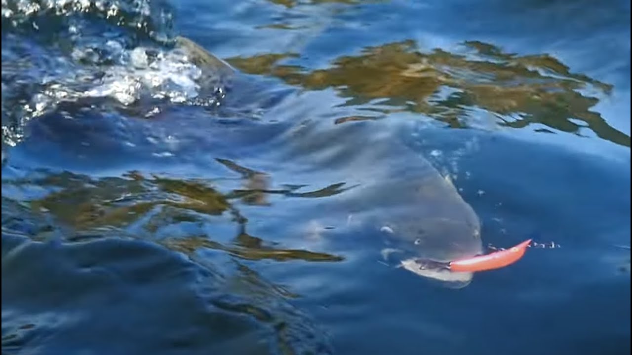 Idaho Clearwater River STEELHEAD | Day 1 RECAP w/ Adam Hocking! | Steel ...