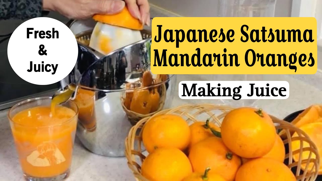 MIKAN ORANGE/JAPANESE MANDARIN ORANGE/SATSUMA TANGERINE JUICE MAKING ...