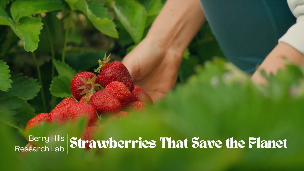 Strawberries That Save the Planet? You Won't Believe How! - YouTube