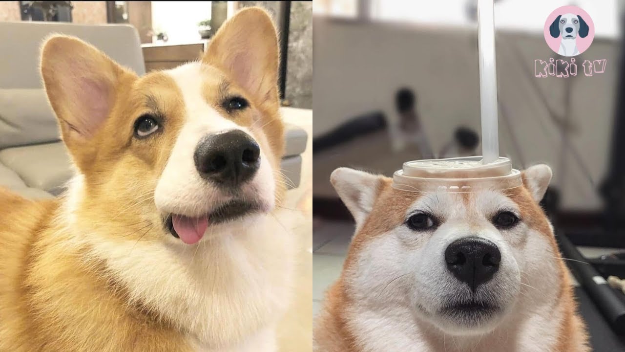 Guilty Corgi Dog 🙈🙈🙈 | Funny and Cue Corgi Compilation 2021 💜💜 - YouTube
