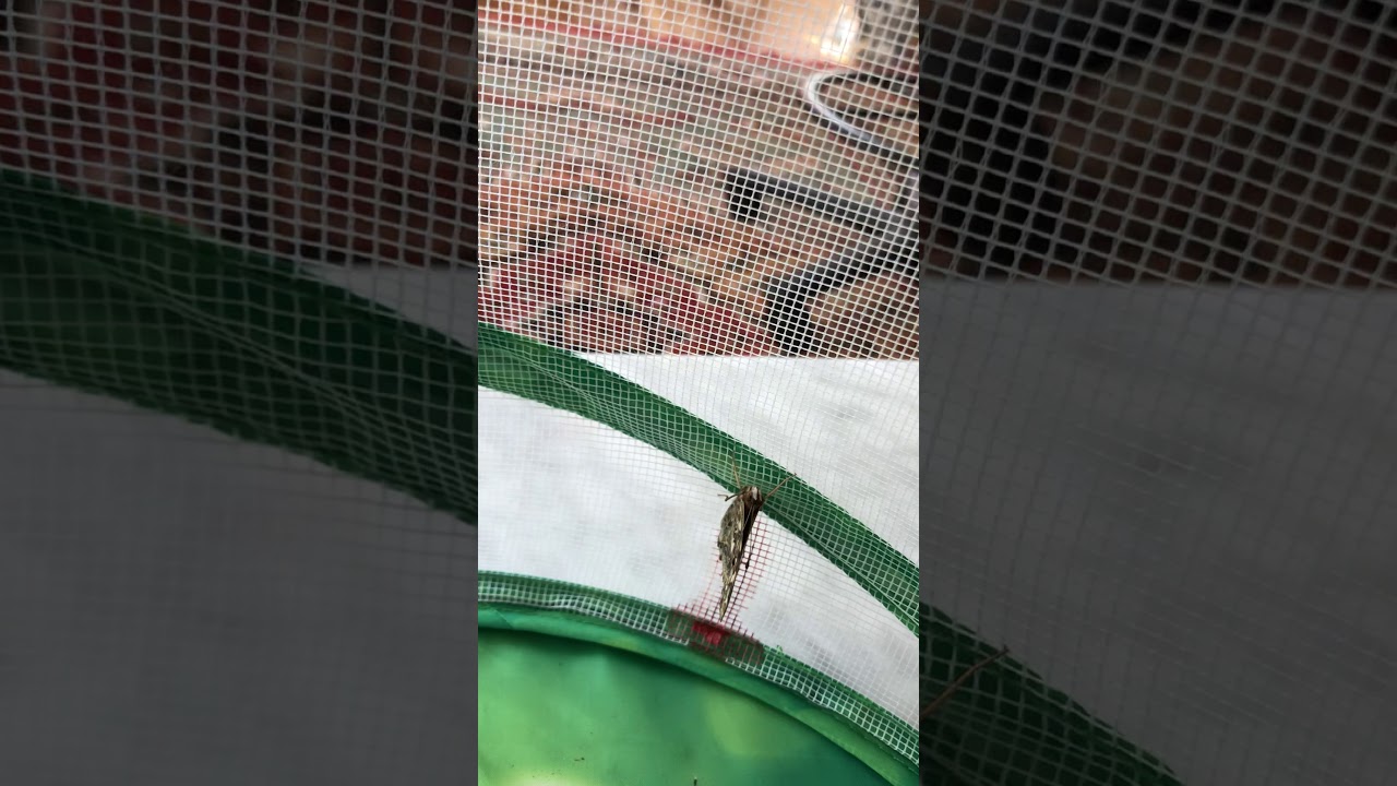Butterfly Update: Meconium! (Tuesday, May 12th) - YouTube