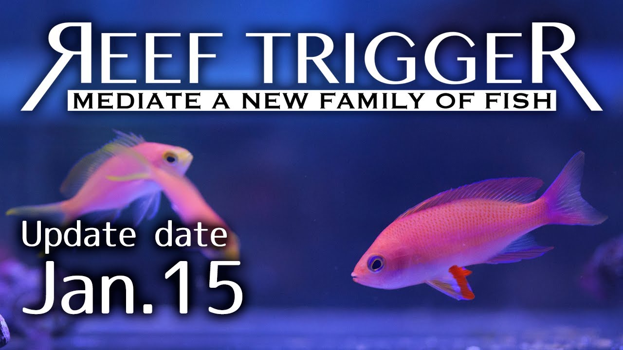 フチドリハナダイ ♂1♀2 トリオ MSサイズ[F0115-1]REEF-TRIGGER - YouTube