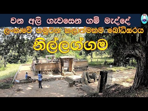 වන අලි ගැවසෙන ගම්මැද්දේ නාගයින් රැකවල්ලන අපේ උරුමය, නිල්ලග්ගම බෝධිඝරය ...