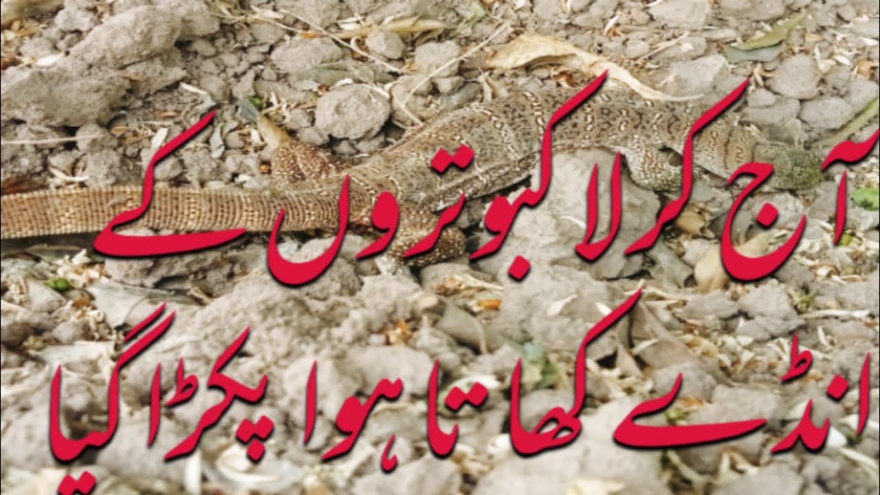 #kirla#saifullah#birds#farm#zila#sargodha#tahseel#bhalwal Punjab in ...