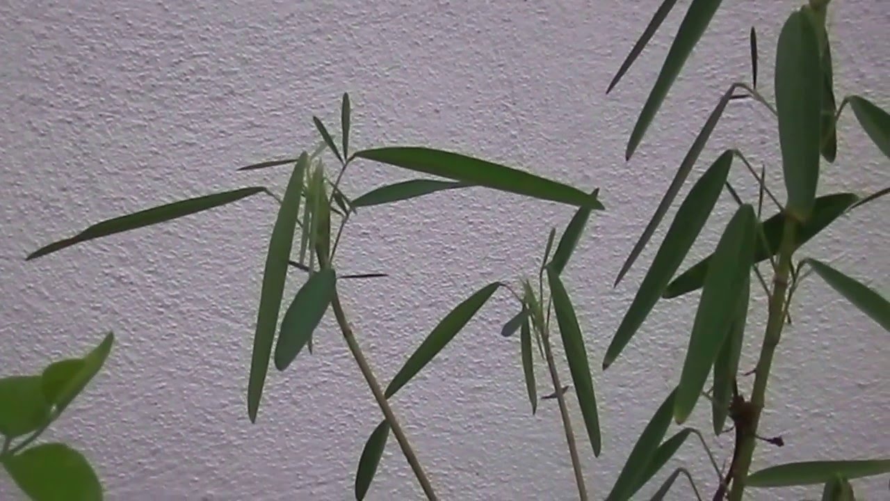 The amazing dancing plant (Telegraph plant) - YouTube