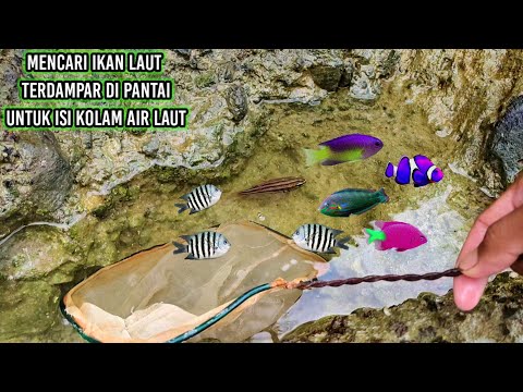 MENCARI IKAN DI PANTAI UNTUK ISI KOLAM AIR LAUT