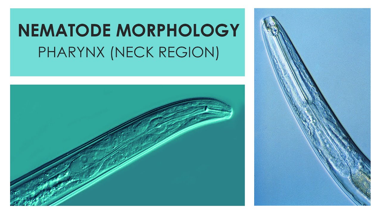 NEMATODE MORPHOLOGY: PHARYNX (NECK REGION) - YouTube