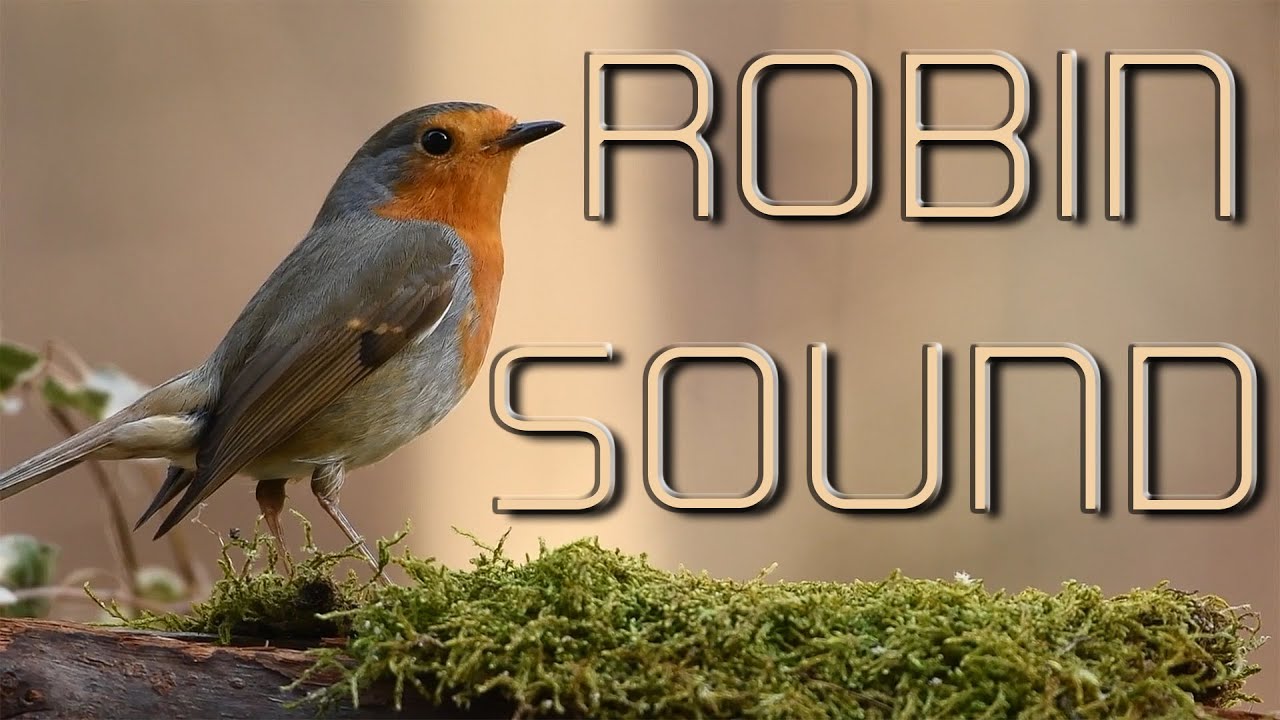 Dawn chorus of birdsong, robin, goldfinch, songbird - YouTube