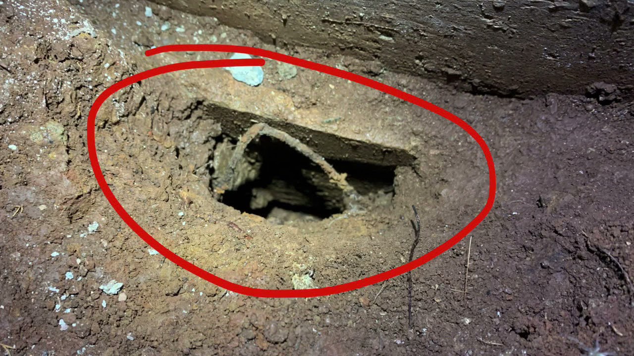 Rat and Mouse Entry Points - What to look for - YouTube