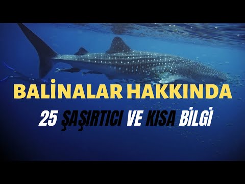 DEV BALİNALAR HAKKINDA 25 KISA VE ŞAŞIRTICI BİLGİ