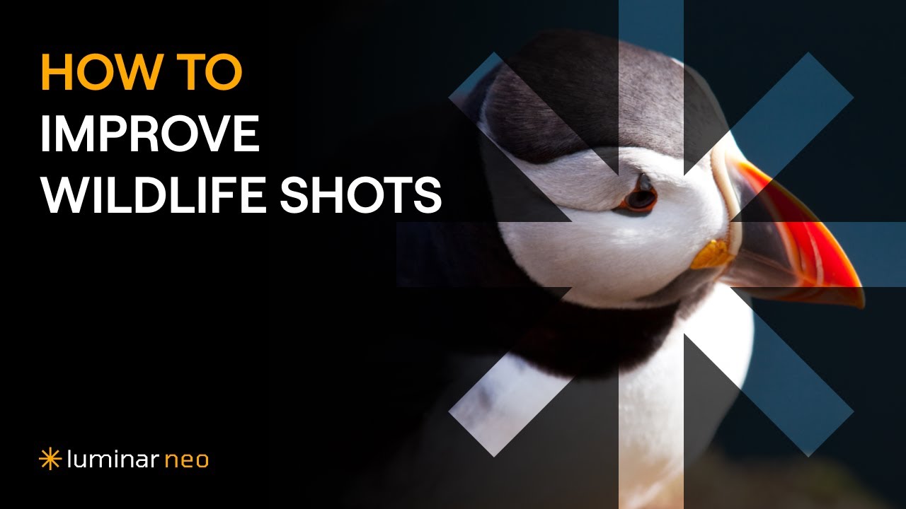 How to Improve Wildlife Shots | Luminar Neo Tutorial - YouTube