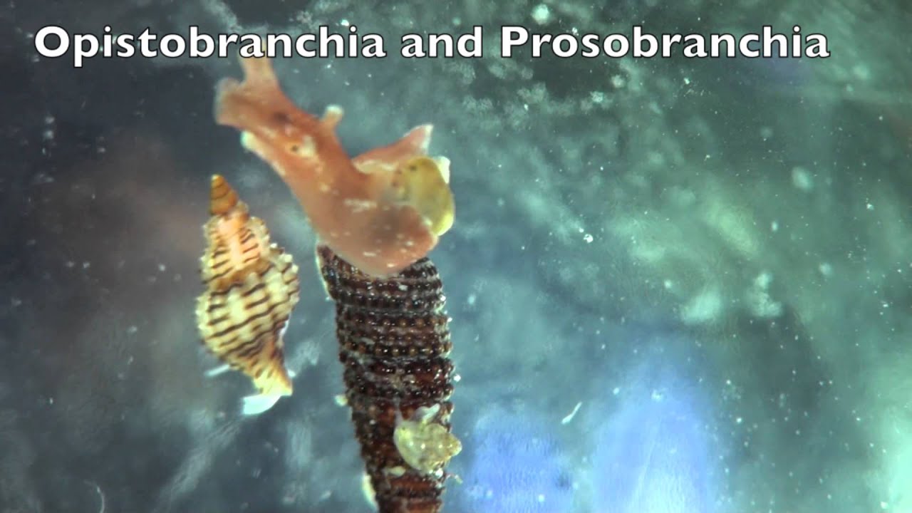 Opistobranchia and Prosobranchia - YouTube