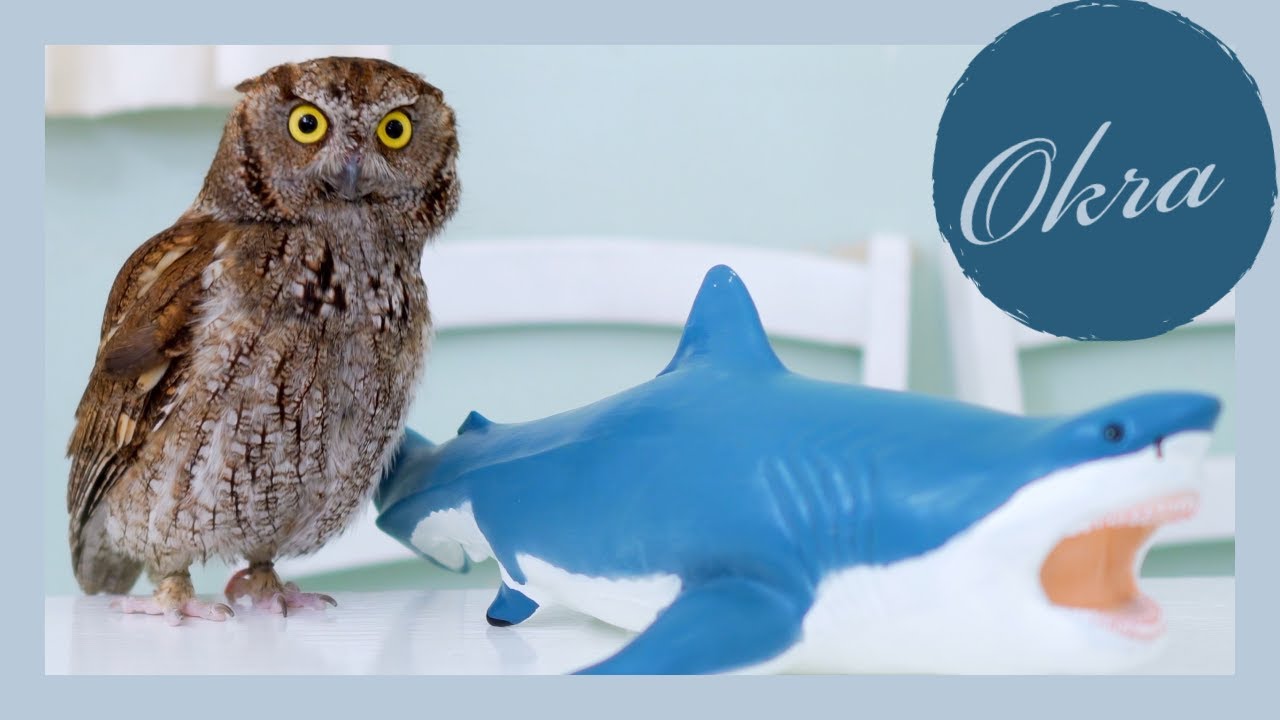OWL & SHARK (Episode 1) | Western Screech Owl // Name : OKRA - YouTube