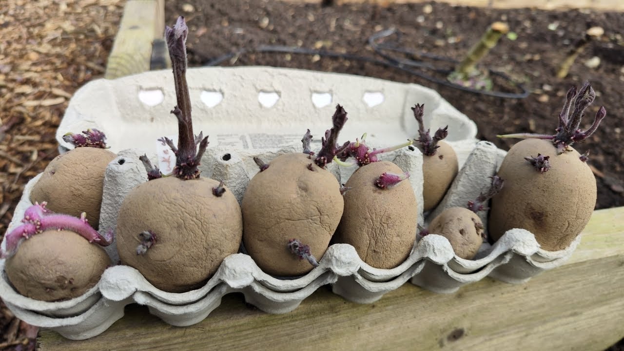 MARCH * No dig first early potato planting - YouTube