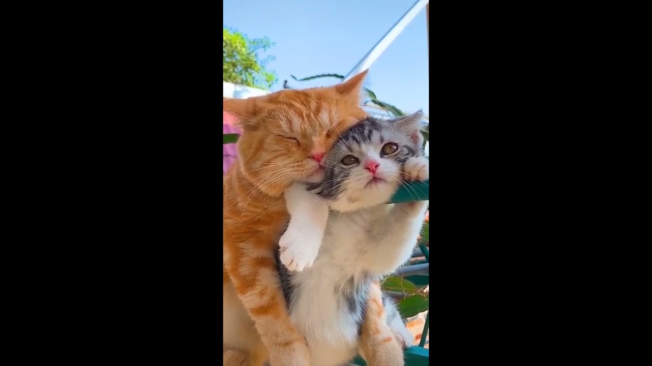 Raisin of the Cat - cutest kitten compilation 2019 [ Part 1 ] - YouTube