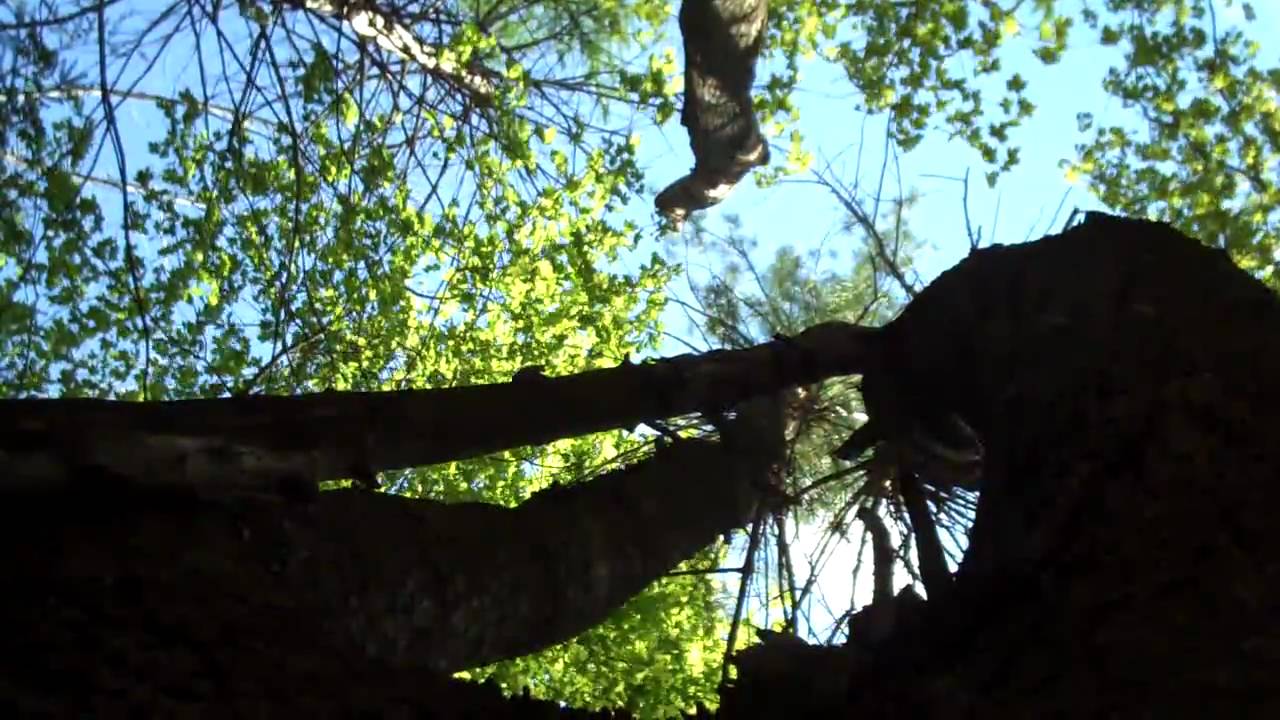 windy creaky trees - YouTube