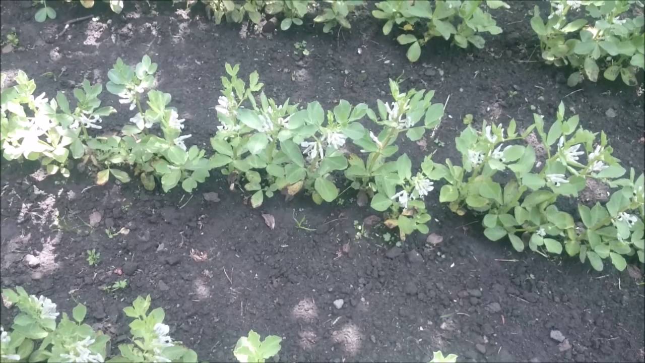 Pierwsze strąki i dużo kwiatów na bobach | Bób uprawa 2016 - YouTube