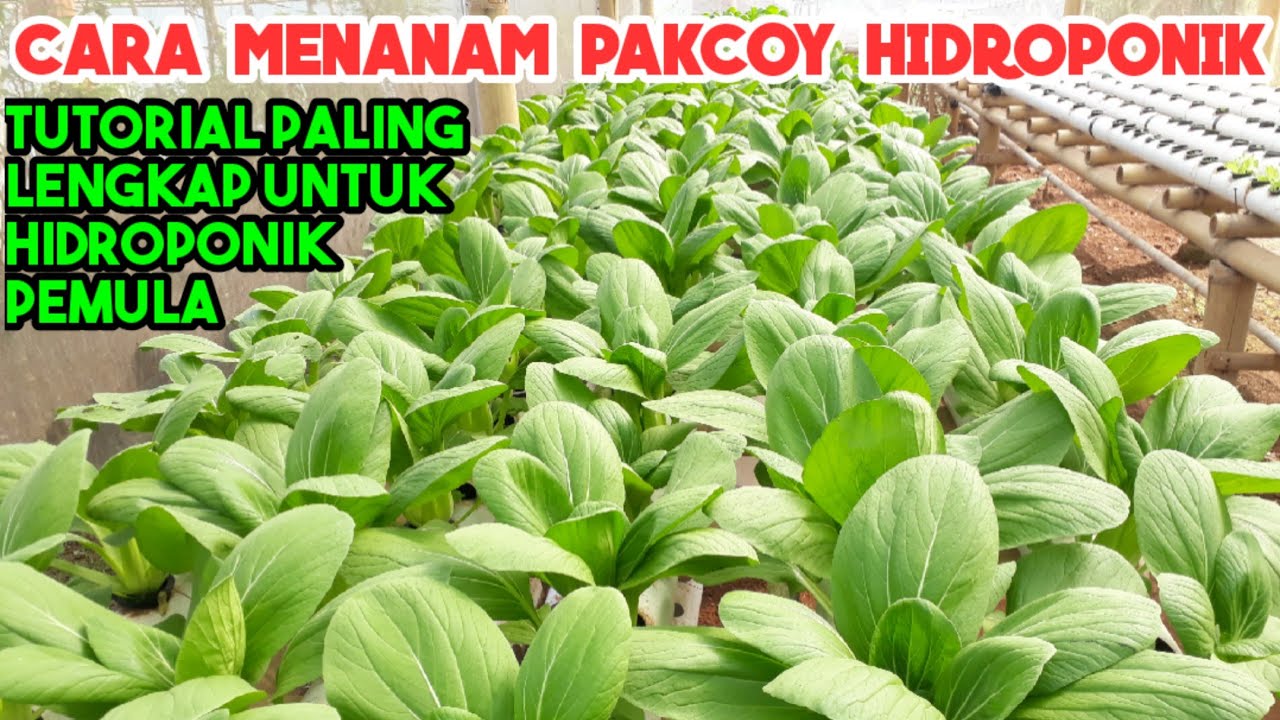 CARA MENANAM DAN SEMAI PAKCOY HIDOPONIK | TUTORIAL PALING LENGKAP UNTUK ...