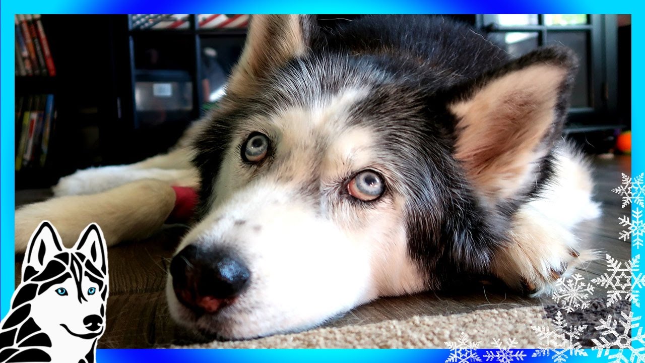 Do Siberian Huskies Tails Curl