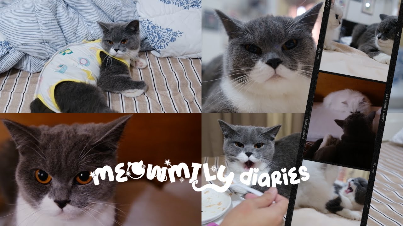 Meowmily Diaries | Our Cat Got Spayed - YouTube