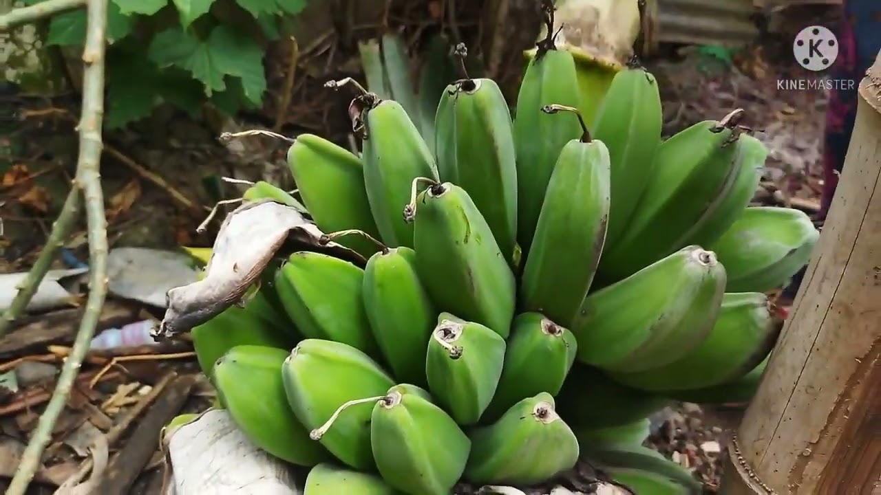 HARVEST TIME SAGING NA SABA| SWEET PLANTAIN - YouTube