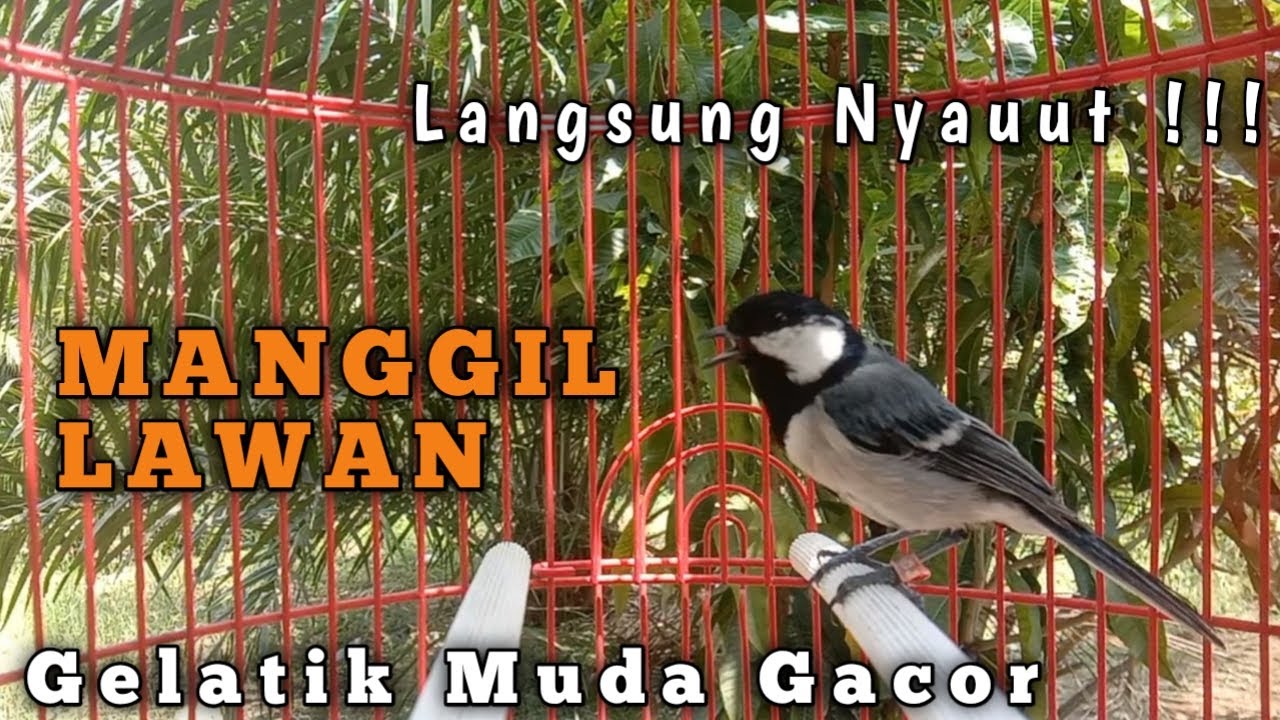 Gelatik GACOR manggil lawan untuk menaikkan emosi Gelatik muda ...