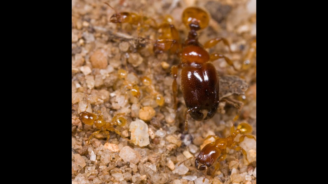 Pheidole antipodum mature ant colony - Carebara like super major ...