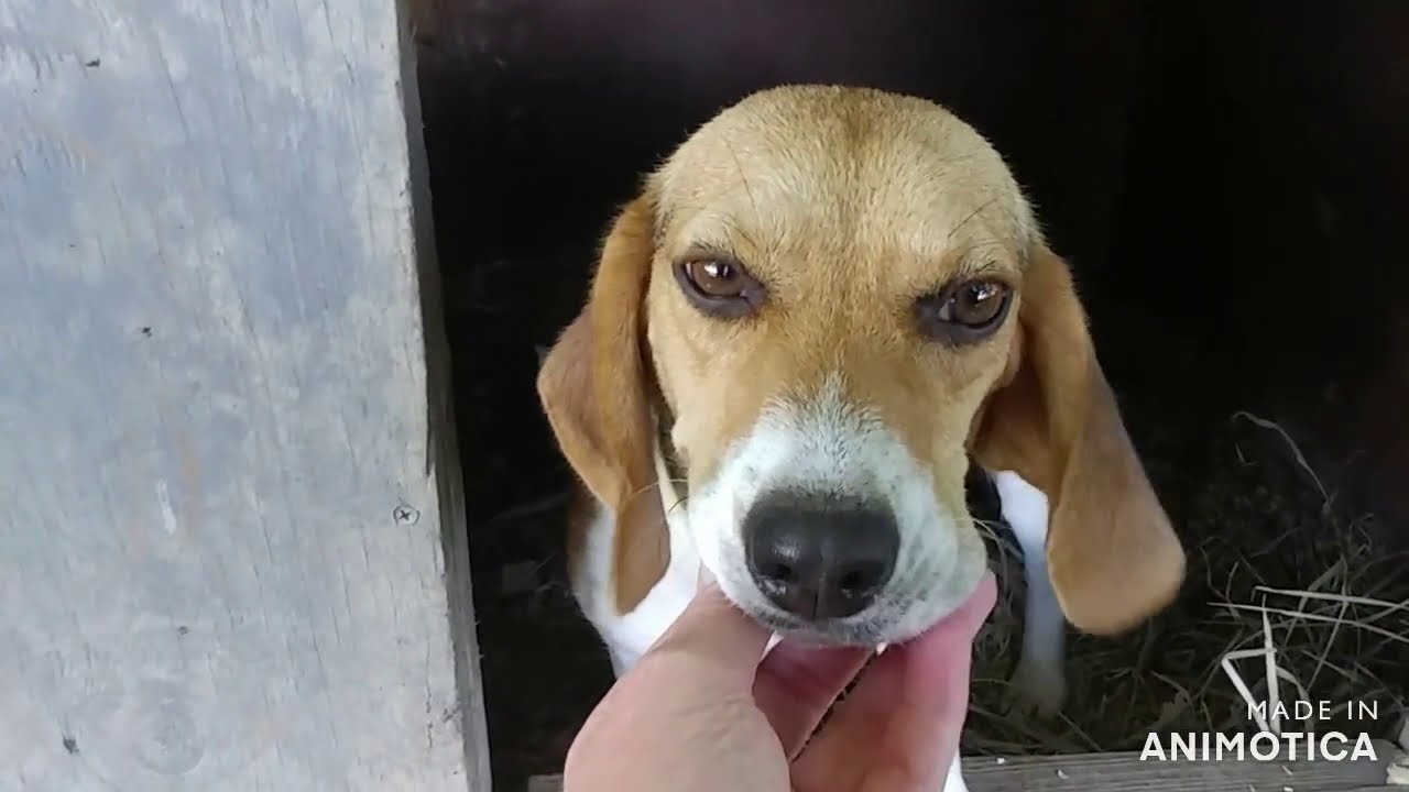 7 newborn baby beagles for first time Beagle momma RIVER STYX ABBIE ...