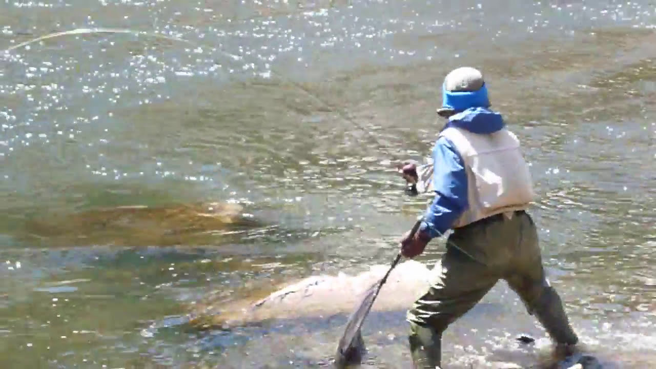 Andy Kim rock on Taylor River 0 weight rod big brown trout fly fishing ...