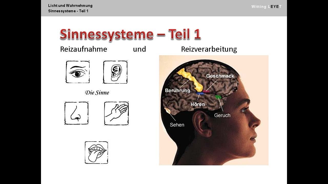 Sinnessysteme - Teil 1 / WL / Das Virtuelle Lichtlexikon - YouTube