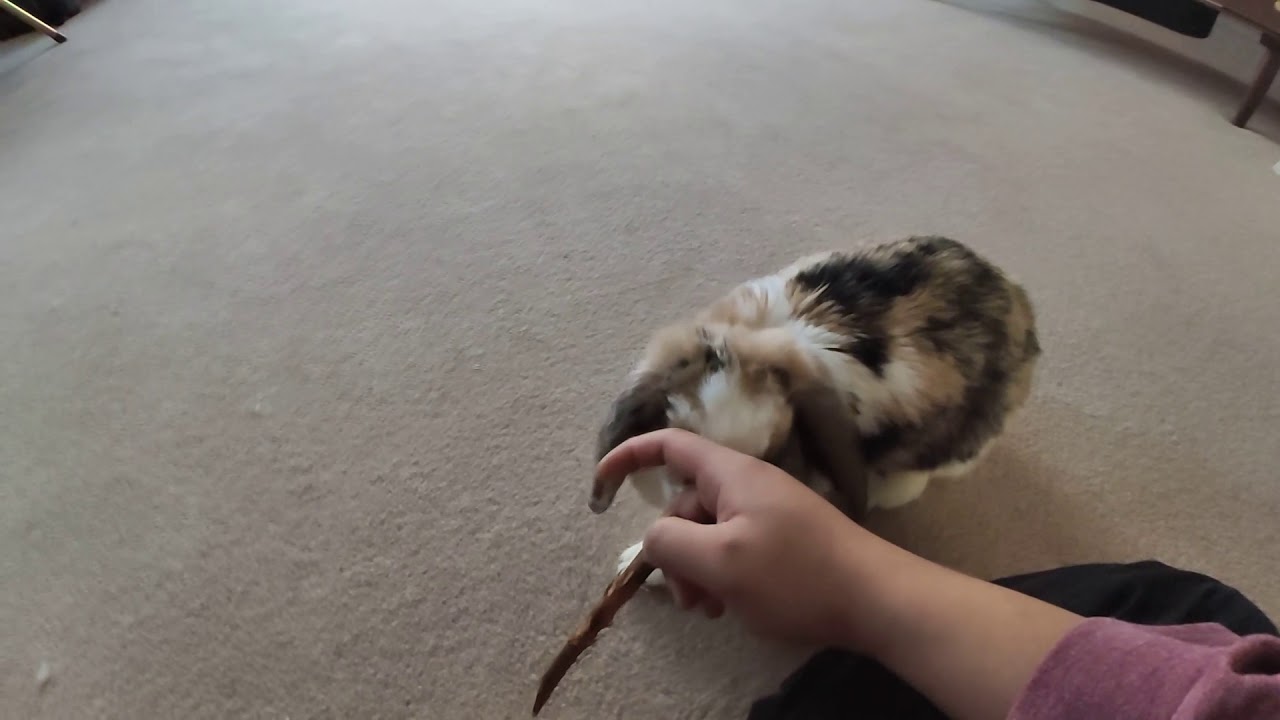Playing fetch with our rabbit - YouTube