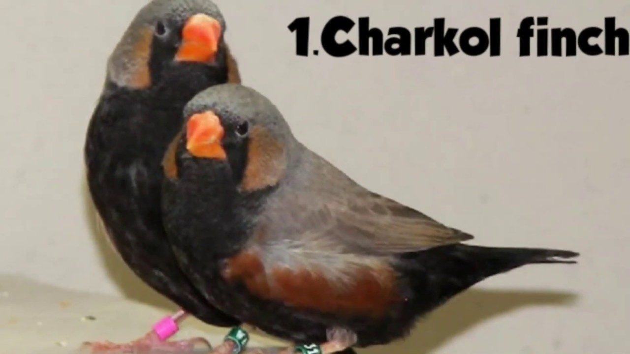 Zebra Finch Mutations